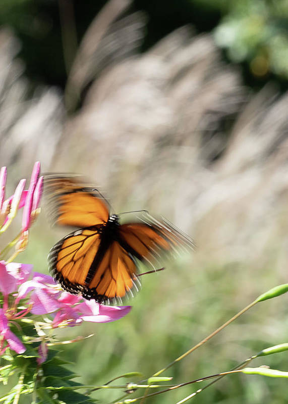Fast Butterfly - Art Print – DenverCool